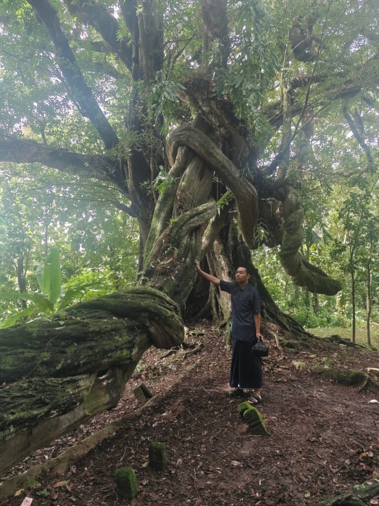 Menyingkap Pesona Mistis Pohon Preh 'Ular Raksasa' dalam Tradisi ...